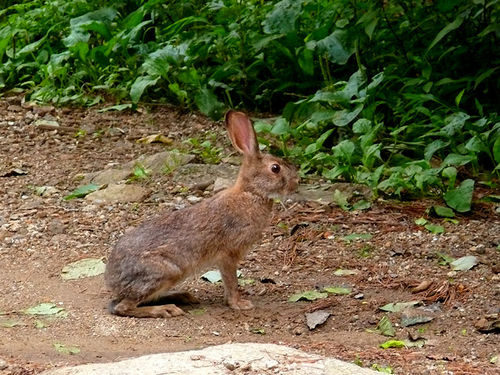 토끼 - 누리위키